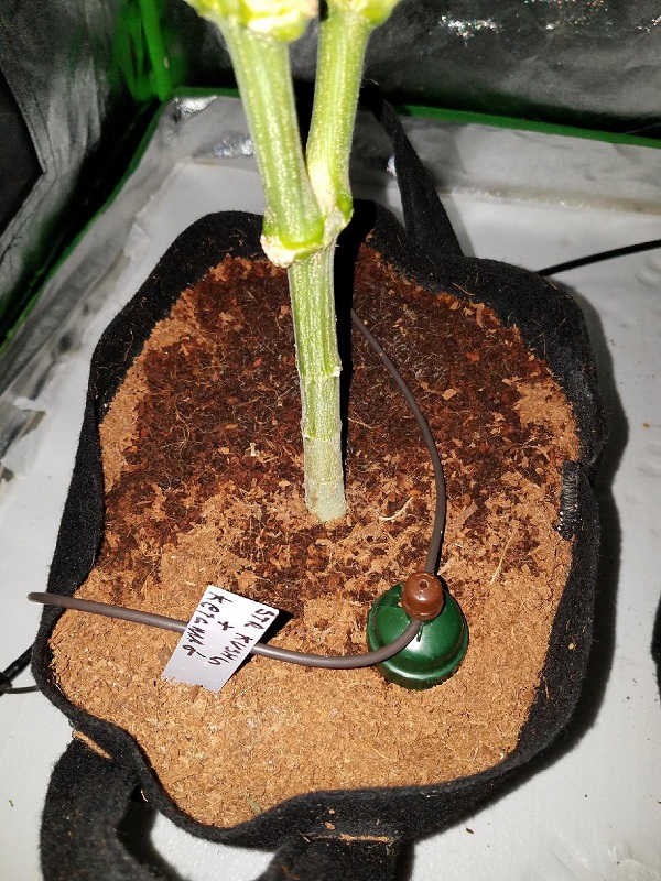 40 Plant SOG Drip Ring Irrigation DIY | Rollitup