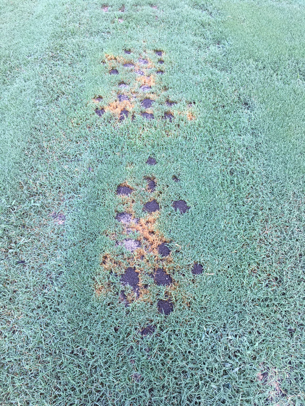 Milo Can Burn Grass | Lawn Care Forum