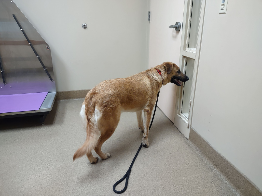 SemperFi Dog Rescue- Meet Charlie, Emerson, and Jack! Dog Lovers Get in ...