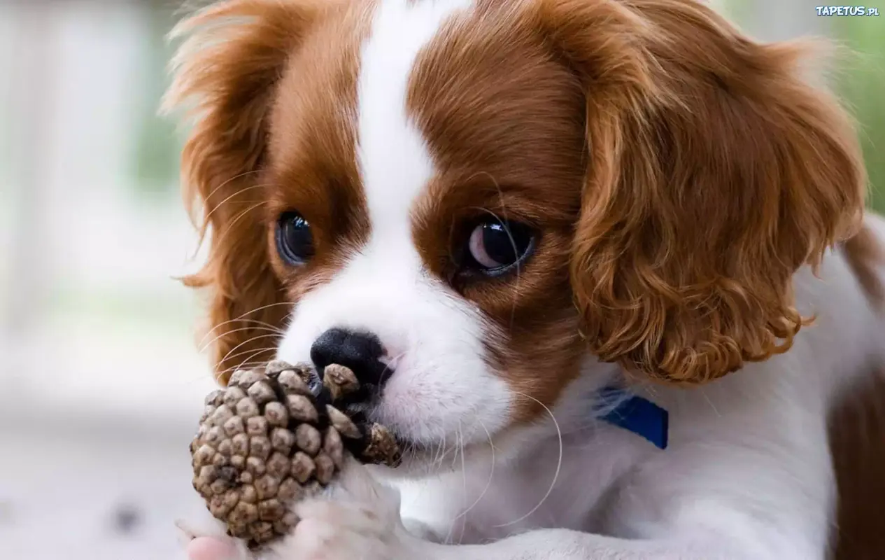 Oliwia Gawryluk 7a — Postimages