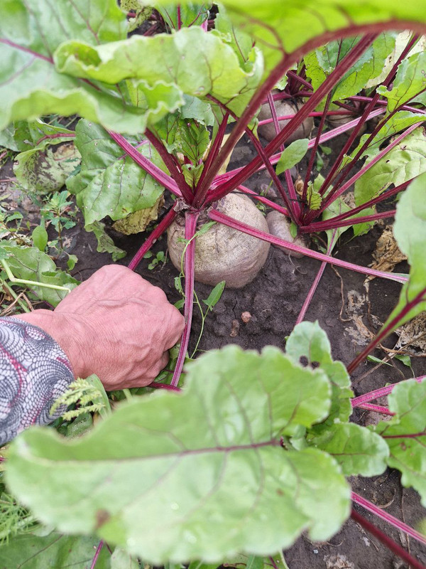 IMG 20240802 110604 523 — Postimages