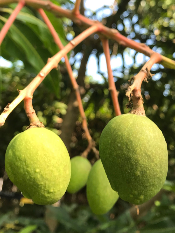 Glenn Mangoes 3 2018 — Postimages