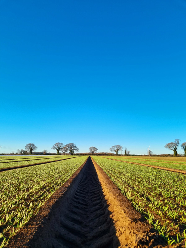 Field — Postimages