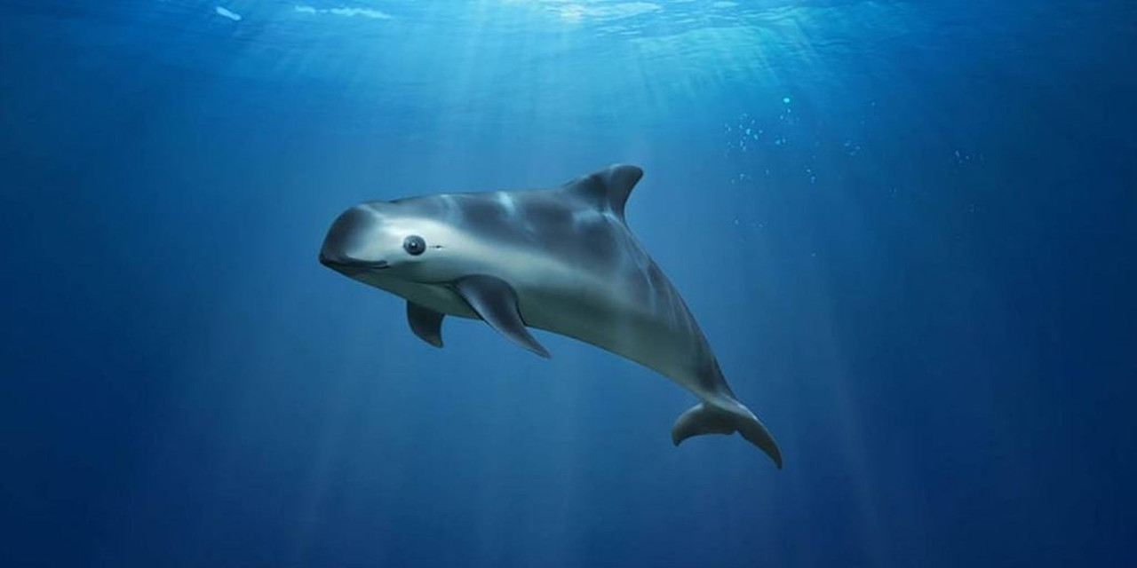 Copy of SAFAF 2 X1 images 2020 09 11 T181843 474 — Postimages