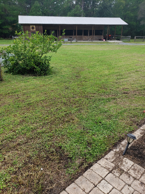 Advice for weed infested lawn in middle of bahia pasture | Lawn Care Forum