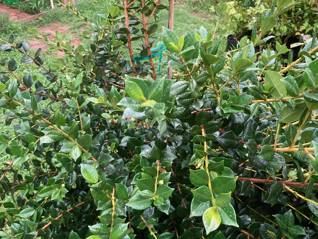 IMG 2017 — Postimages