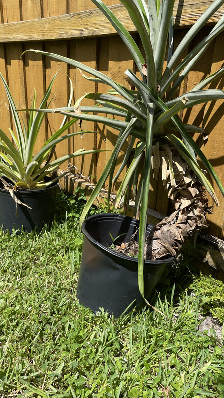 7 EA8 DBD2 F88 C 40 F7 855 E 1 D513 E919 E54 — Postimages