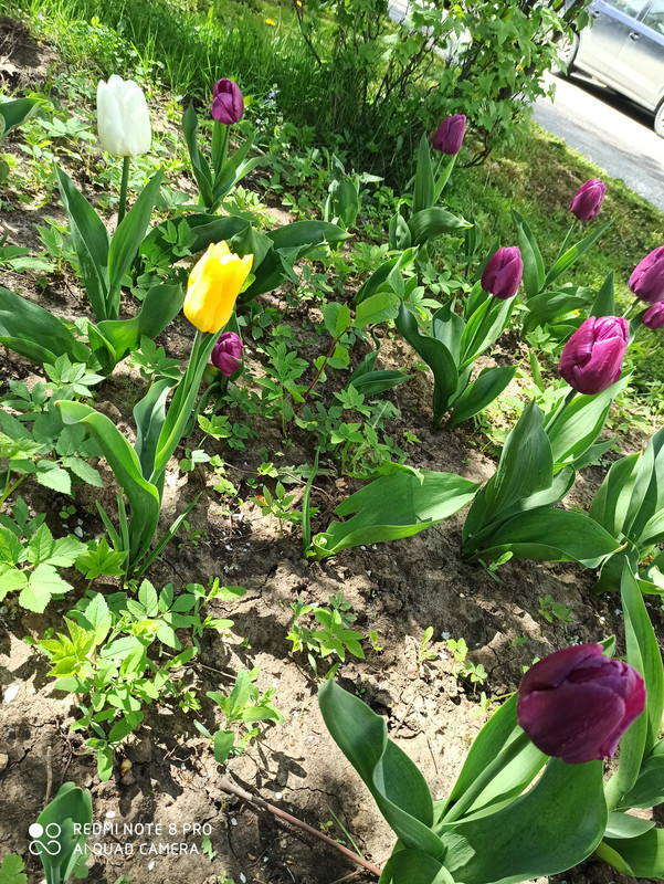 IMG 20200515 111214 — Postimages