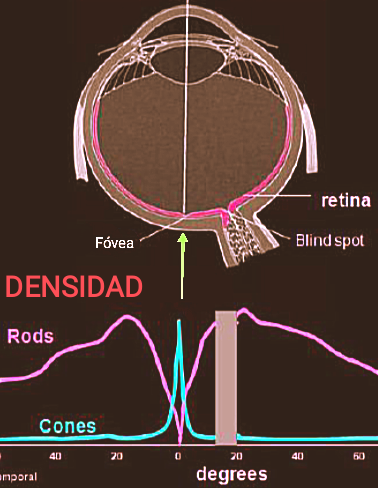 percepción Color y Ojo Humano: sensibilidad visual, adaptación nocturna