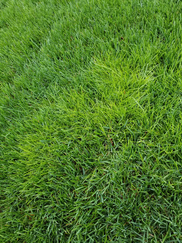 Poa triv?... | Lawn Care Forum