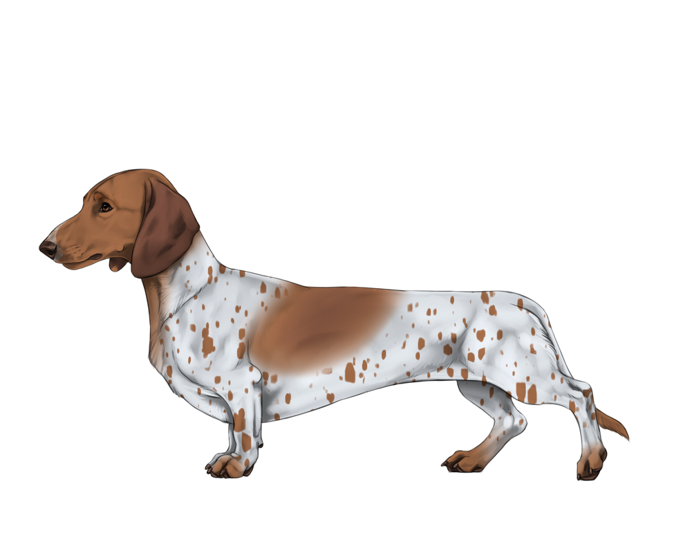 Custom Dachshund 1 — Postimages