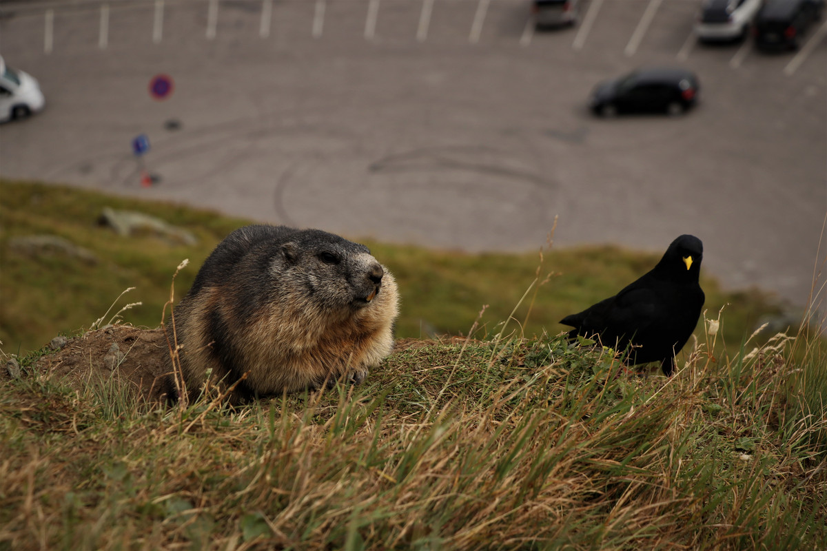 IMG 7742 — Postimages