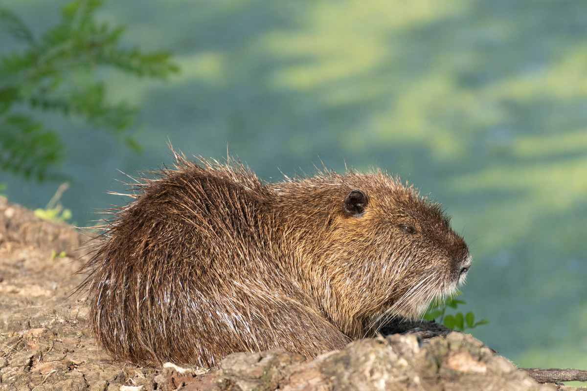 DSC 8184 — Postimages