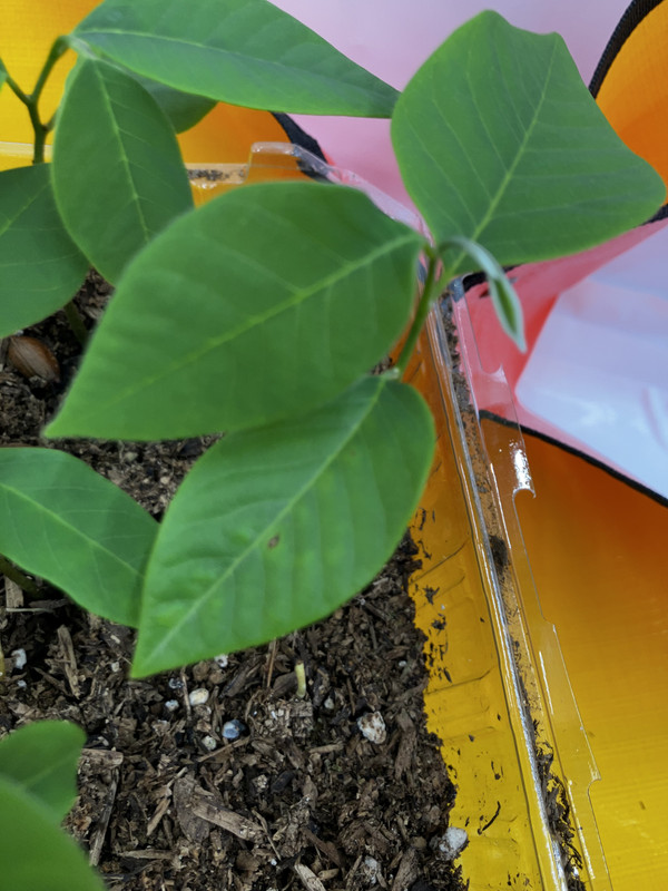 IMG 3476 — Postimages