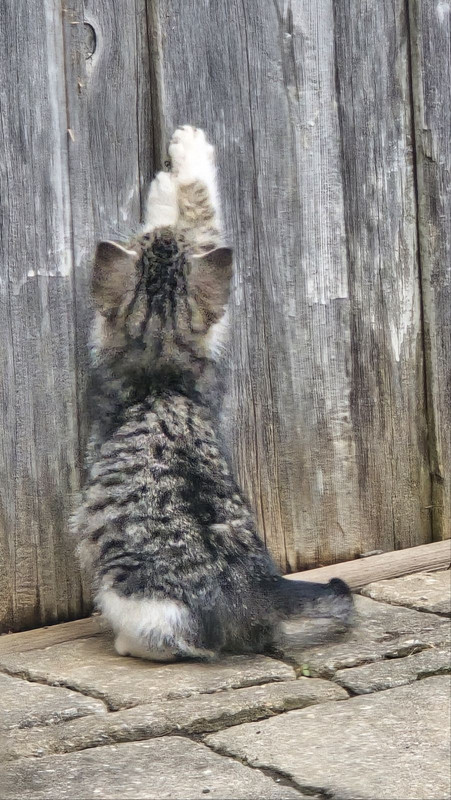 kitkatscratchingfence — Postimages