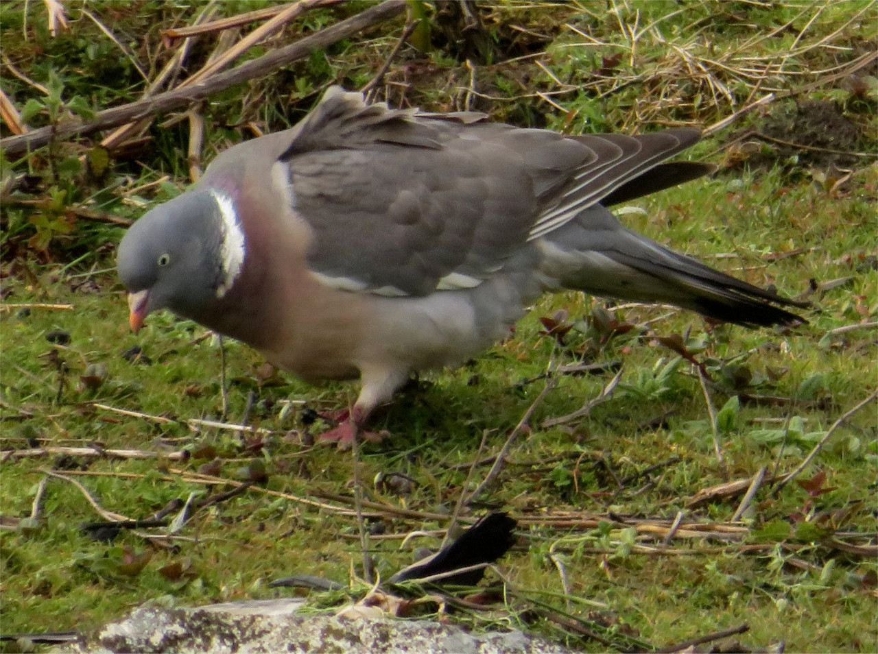 Wood Pigeon | Marnix's Bird Gallery