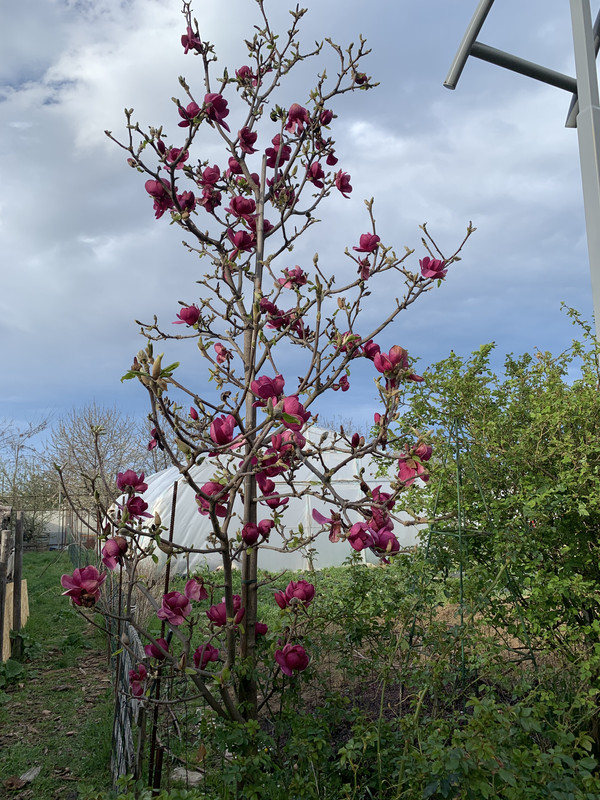 E061 E9 D5 ADFD 412 F A2 DE 849 E4218 A741 — Postimages