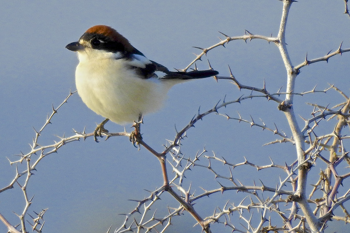 DSCN0157 — Postimages