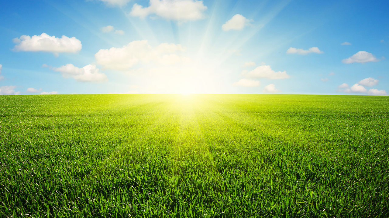 Gazon natural rulat OxyGazon tip Royal Seceta, 1 palet x 40 mp - eMAG.ro