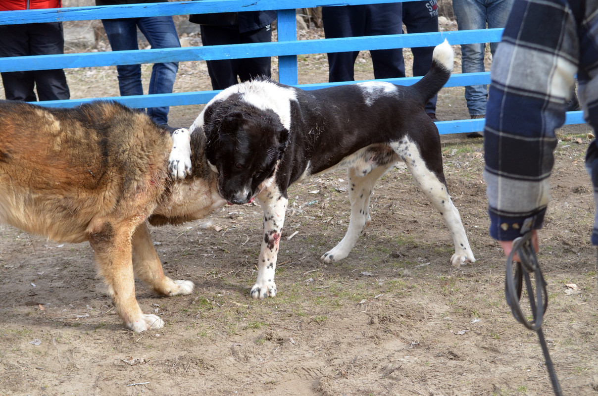 DSC 0455 — Postimages