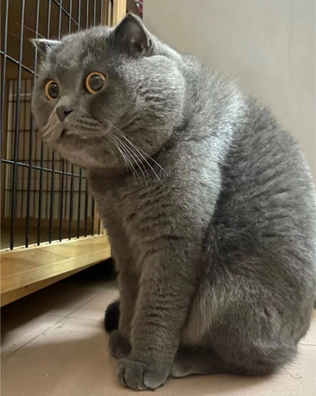 maomi (4) — Postimages