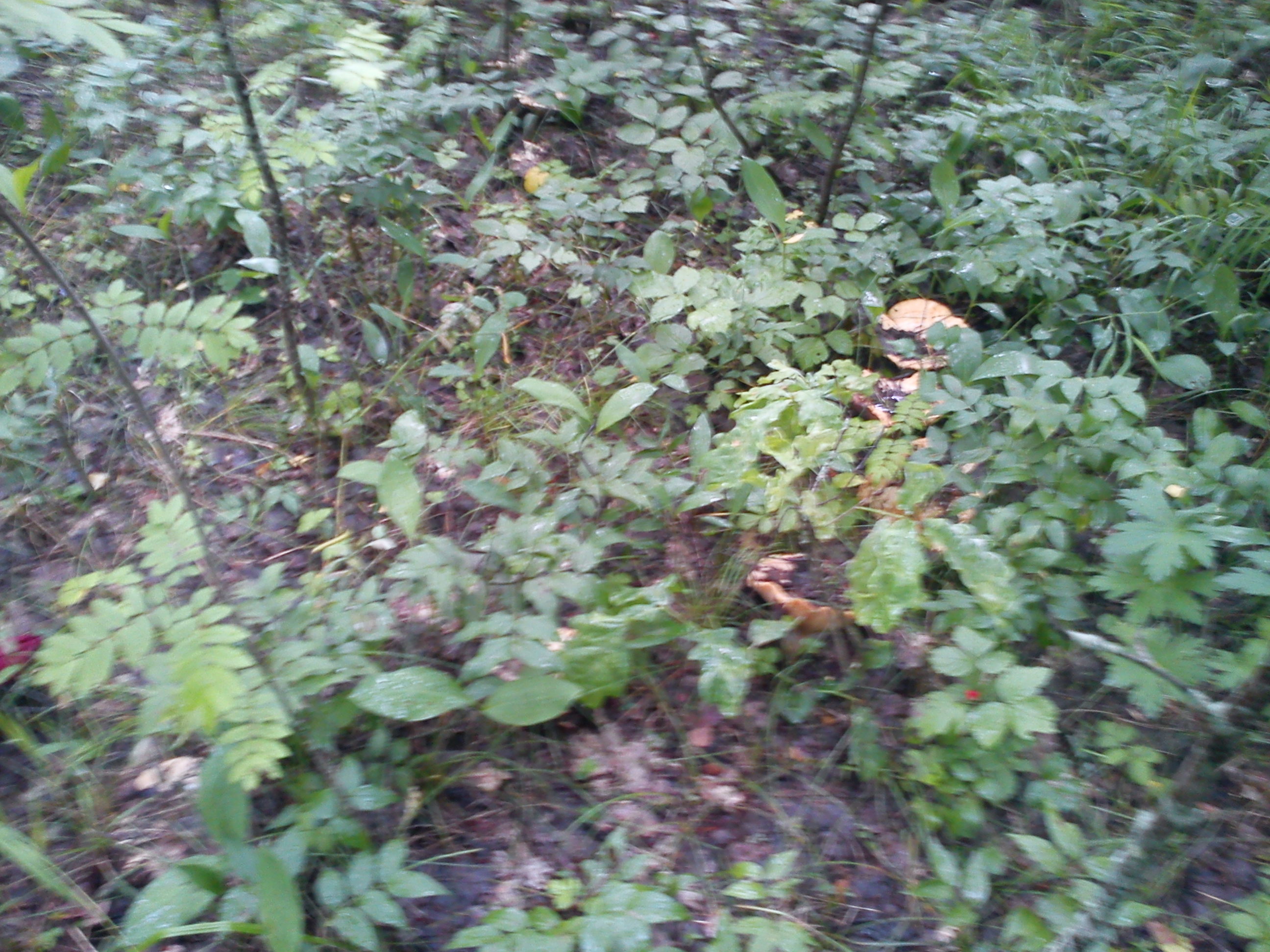 DSC00003 — Postimages