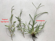 Goosegrass and Tropical Signalgrass | Lawn Care Forum