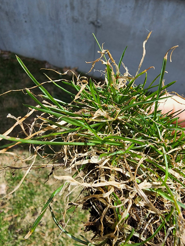 Planning Ahead to Treat Poa Triv | Lawn Care Forum