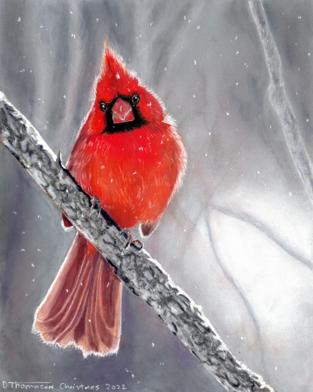 Christmas Cardinal Finished — Postimages