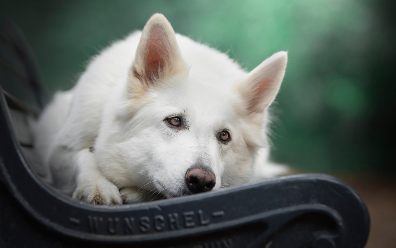 white swiss shepherd berger blanc suisse white dog cute animals — Postimages
