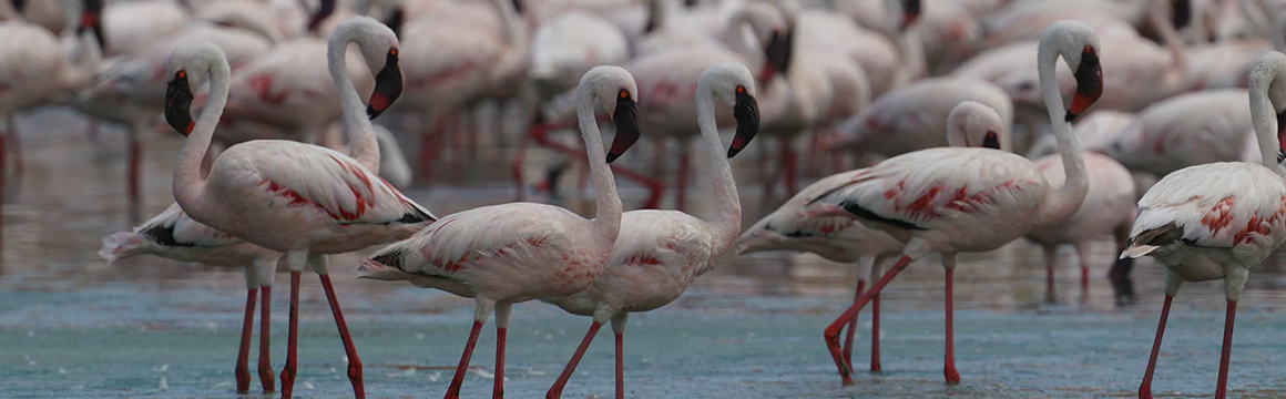 Sony Lente Zoom Superteleobjetivo G SEL200600G SONY | falabella.com