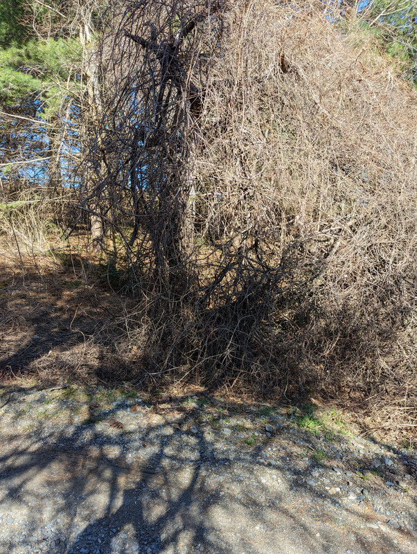 Day 2 of dealing with an invasive vine. - Democratic Underground Forums