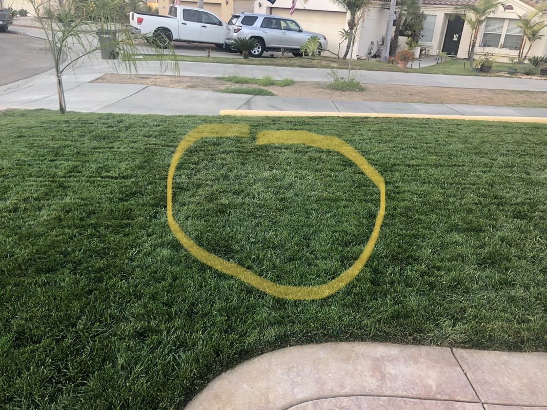 Strange Behavior in Lawn | Lawn Care Forum