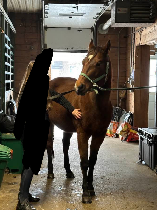 LF: Horse artist to draw a quarter horse I love XD |:| Wolvden