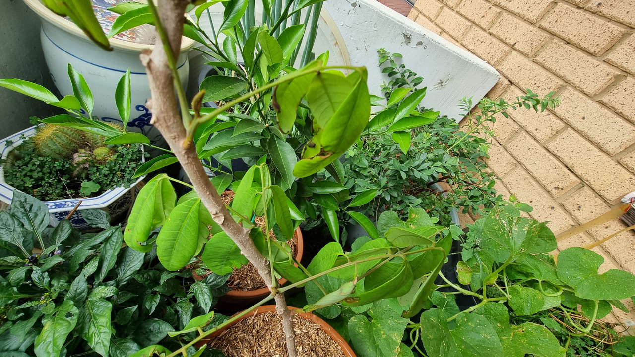 20230221 165038 — Postimages