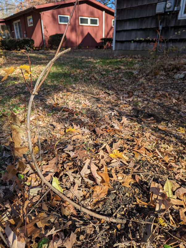 Will a bent maple sapling correct itself? : r/arborists