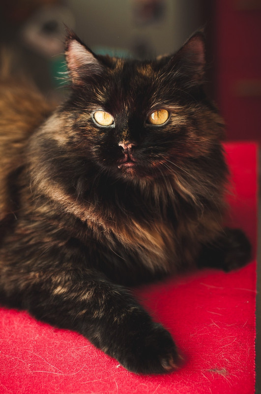 vik 35 — Postimages