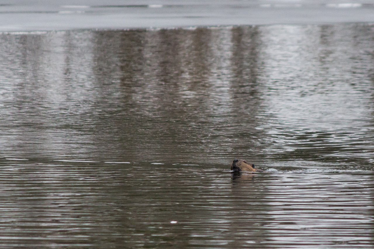 Beaver 2 — Postimages