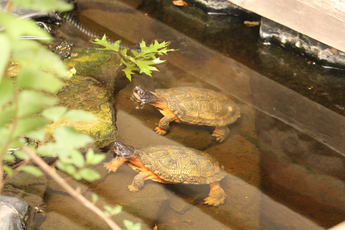 IMG 0975 — Postimages