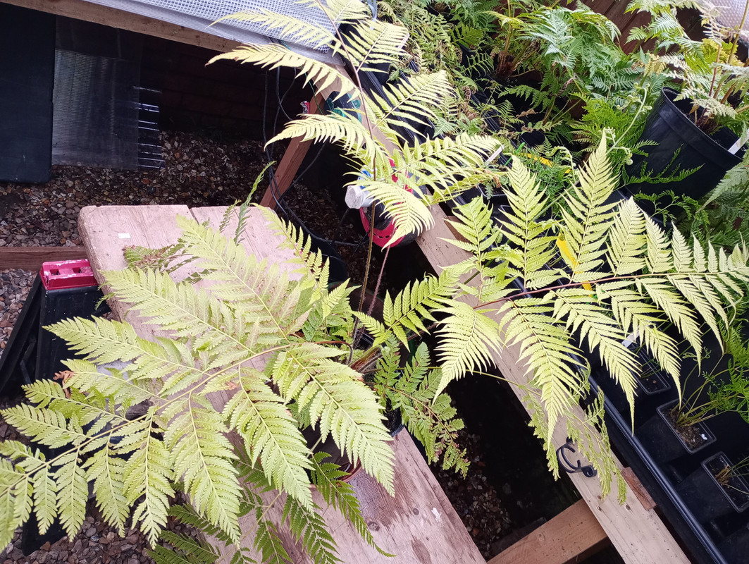 IMG 20250307 151357 — Postimages