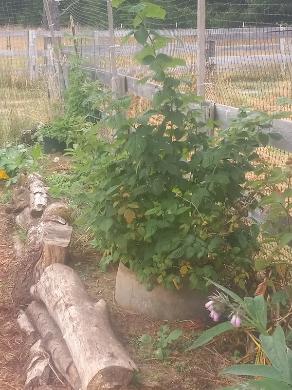 The HugelDugel Berry Barrier : r/Permaculture