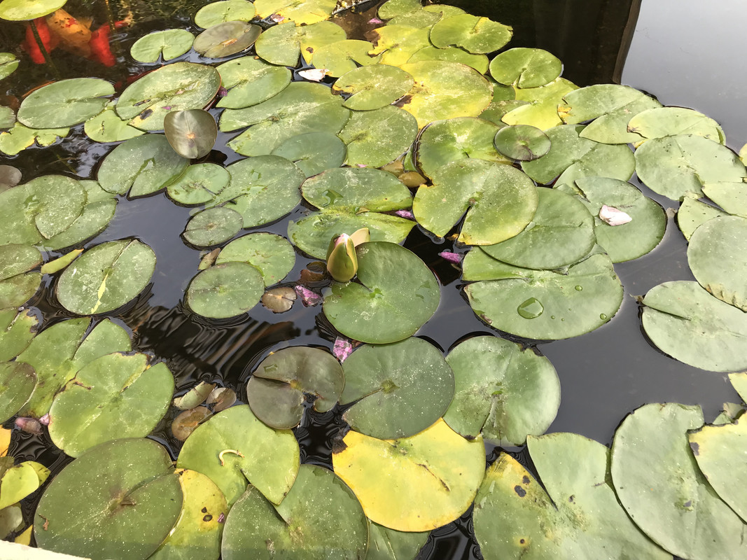 4273 DCB1 379 D 4395 9540 410 B62072318 — Postimages