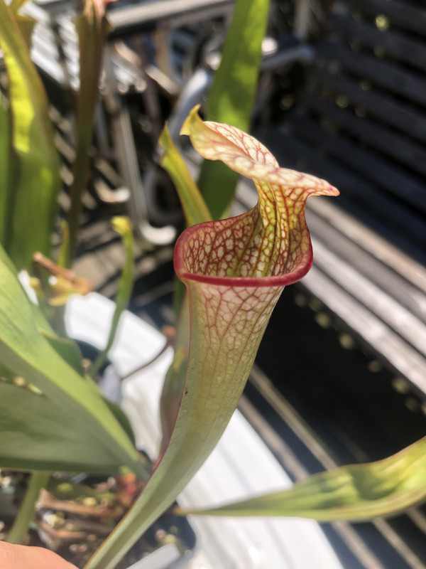 IMG 5286 — Postimages