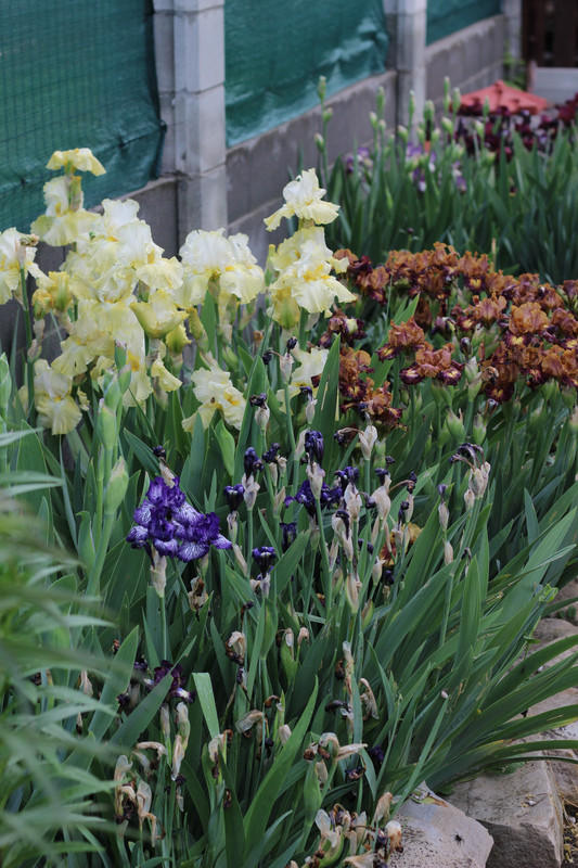 Batic, Masked bandit — Postimages