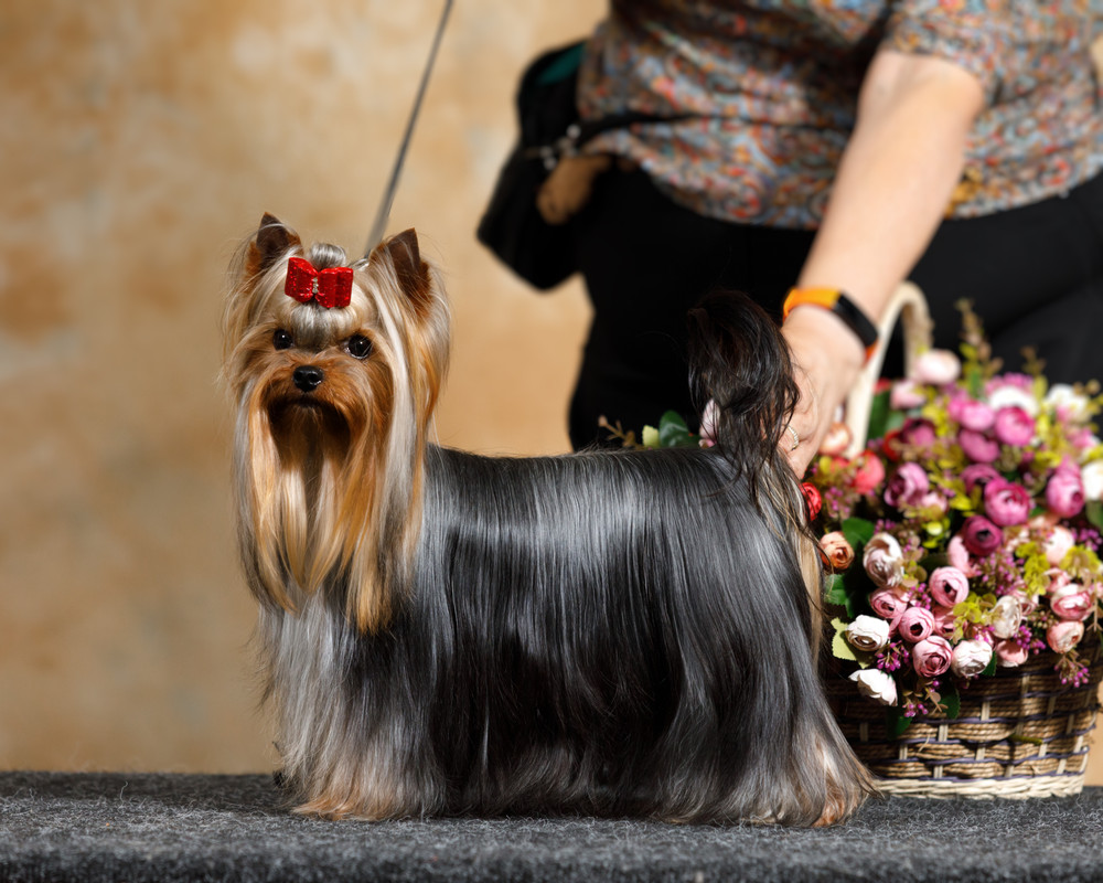 IMG 9502 копия — Postimages