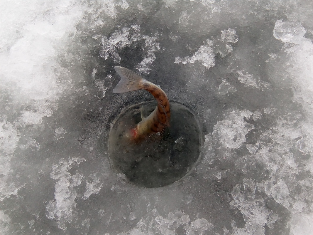 IMG 20180115 102103[1] — Postimages