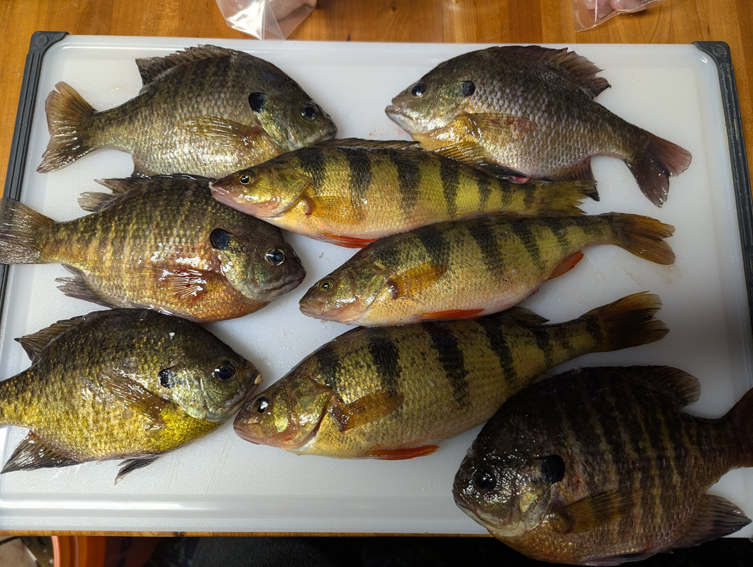 Bluegill Perch — Postimages