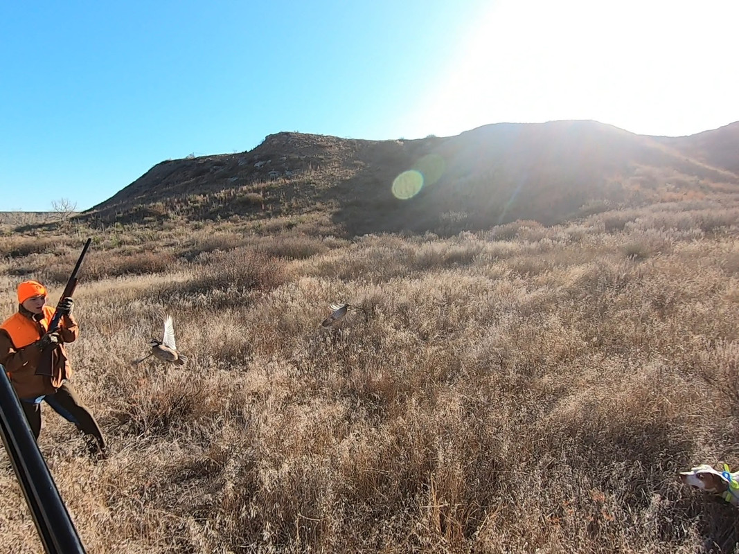 Dot Optima9 — Postimages