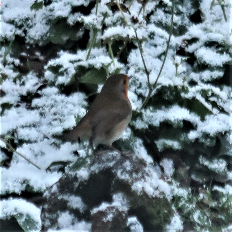 Bird In The Snow IMG 3685 (2) — Postimages