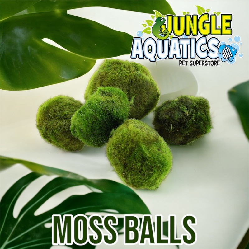 Redefining Aquascaping: The Magic of Algae Balls | Tropical Aquariums SA